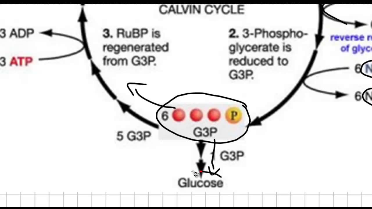Introducción al ciclo de Calvin - YouTube