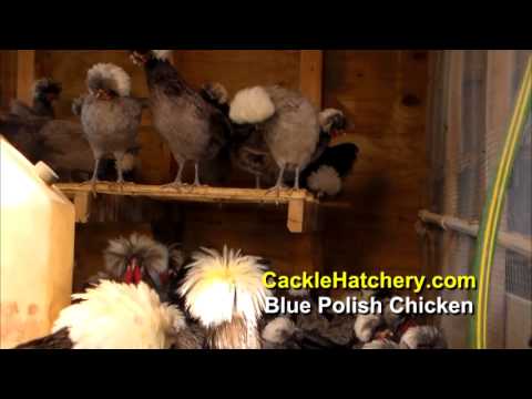Blue Polish Chicken Breed (Breeder Flock) | Cackle Hatchery - YouTube