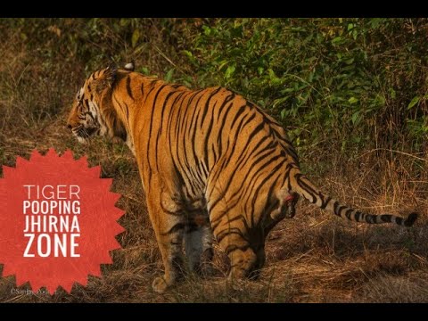 tiger pooping l Jhirna zone l Corbett National Park - YouTube