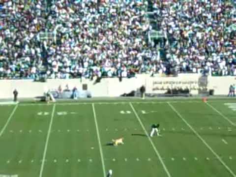 Zeke the Wonderdog @ MSU vs WMU 2009 - YouTube