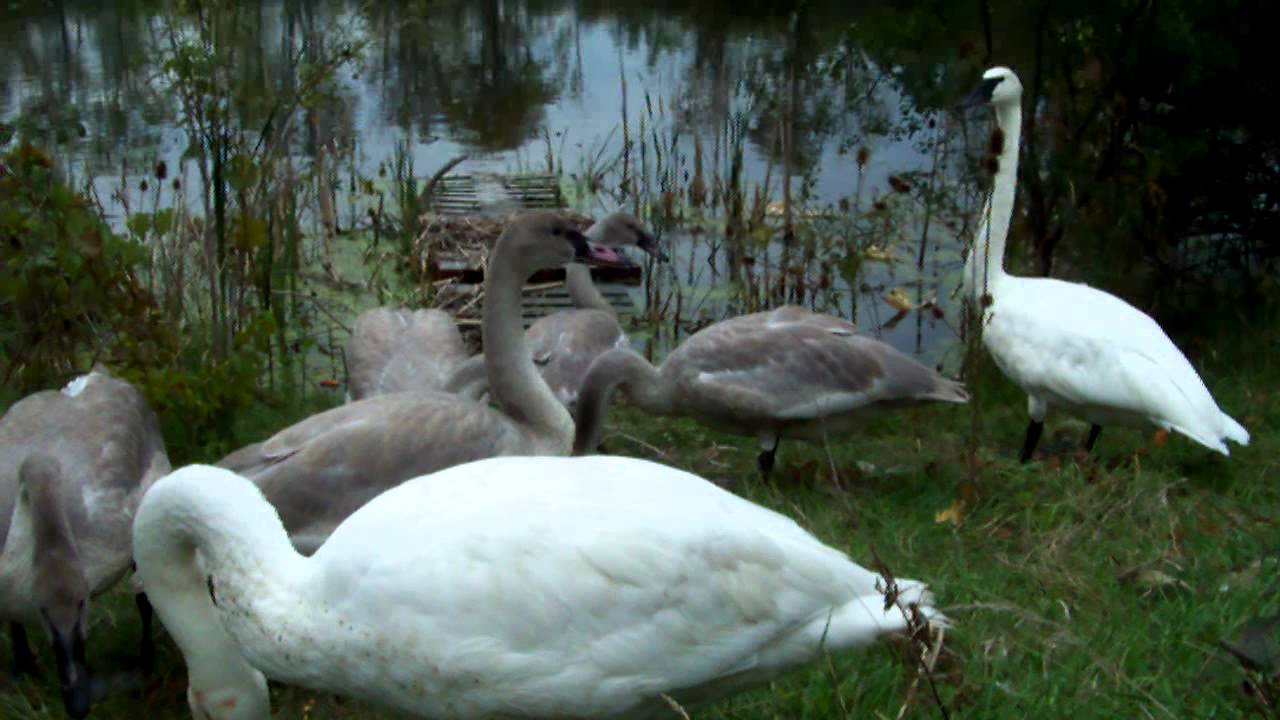 Trumpeter Swans in Plymouth Michigan - YouTube