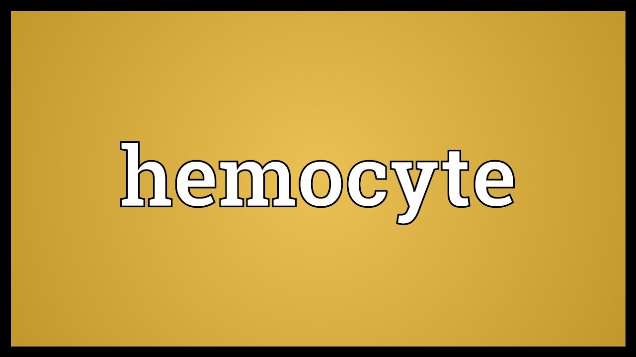 Hemocyte Meaning - YouTube