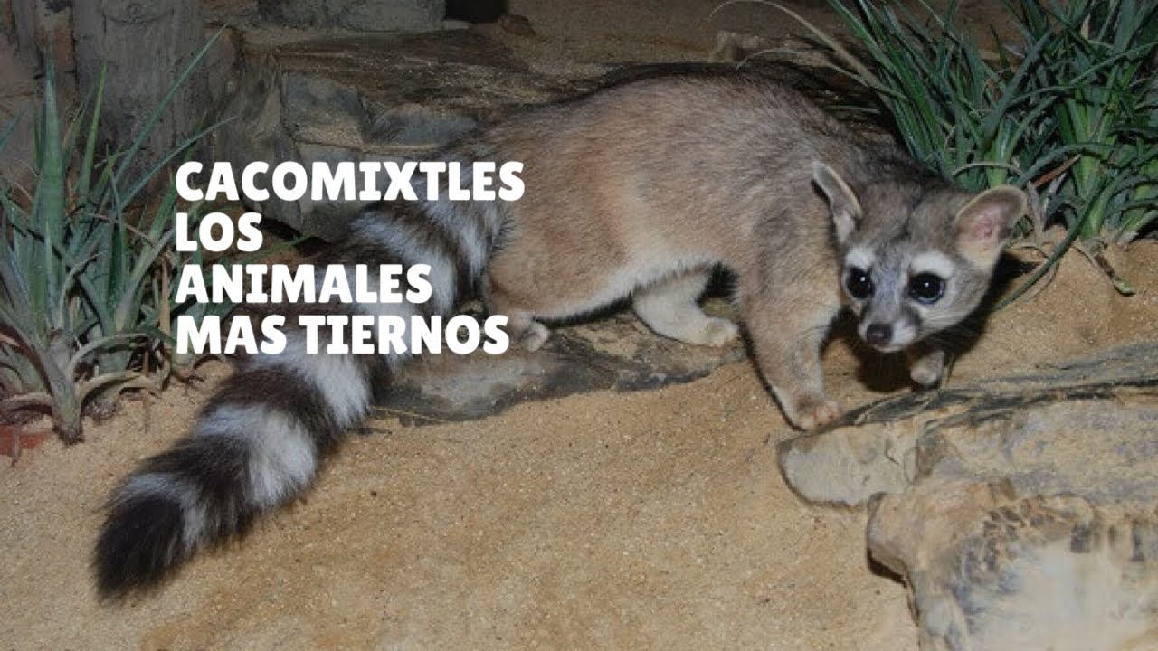 Cacomixtle/ rintel: el animal más tierno 🥰 - YouTube