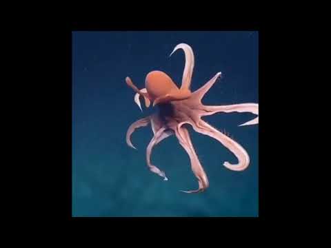 Amazing creatures compilation - YouTube
