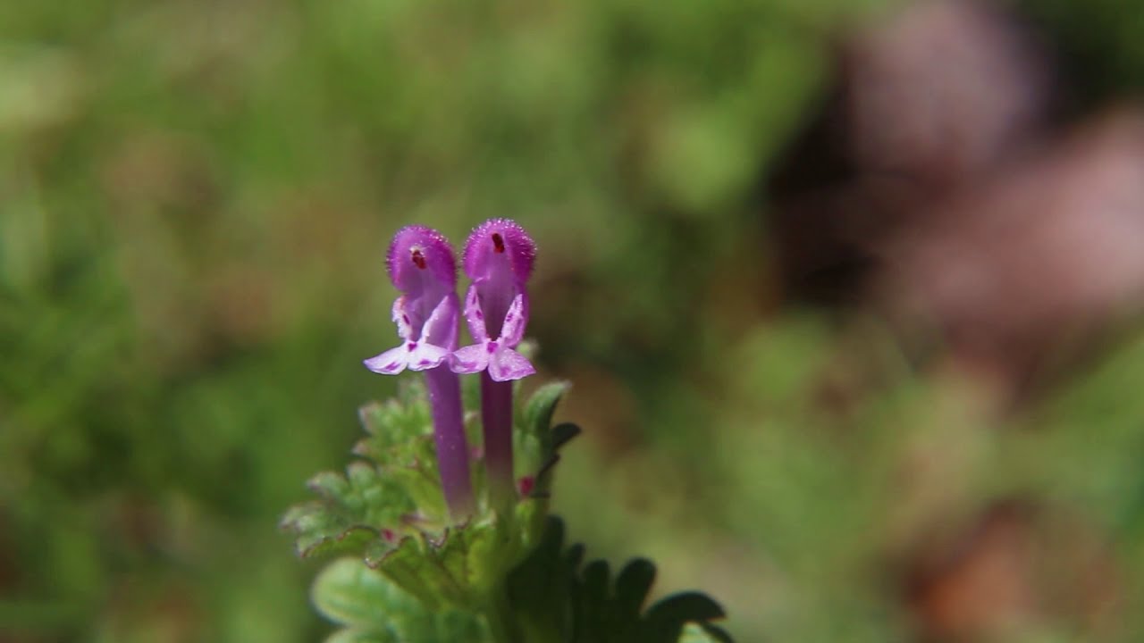 Henbit (Lamium amplexicaule) Wild Edible and Medicinal plants of the ...