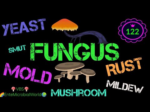 Fungi - Yeast, Mold, Smut, Rust,Mildew, Mushroom @EnteMicrobialWorld # ...