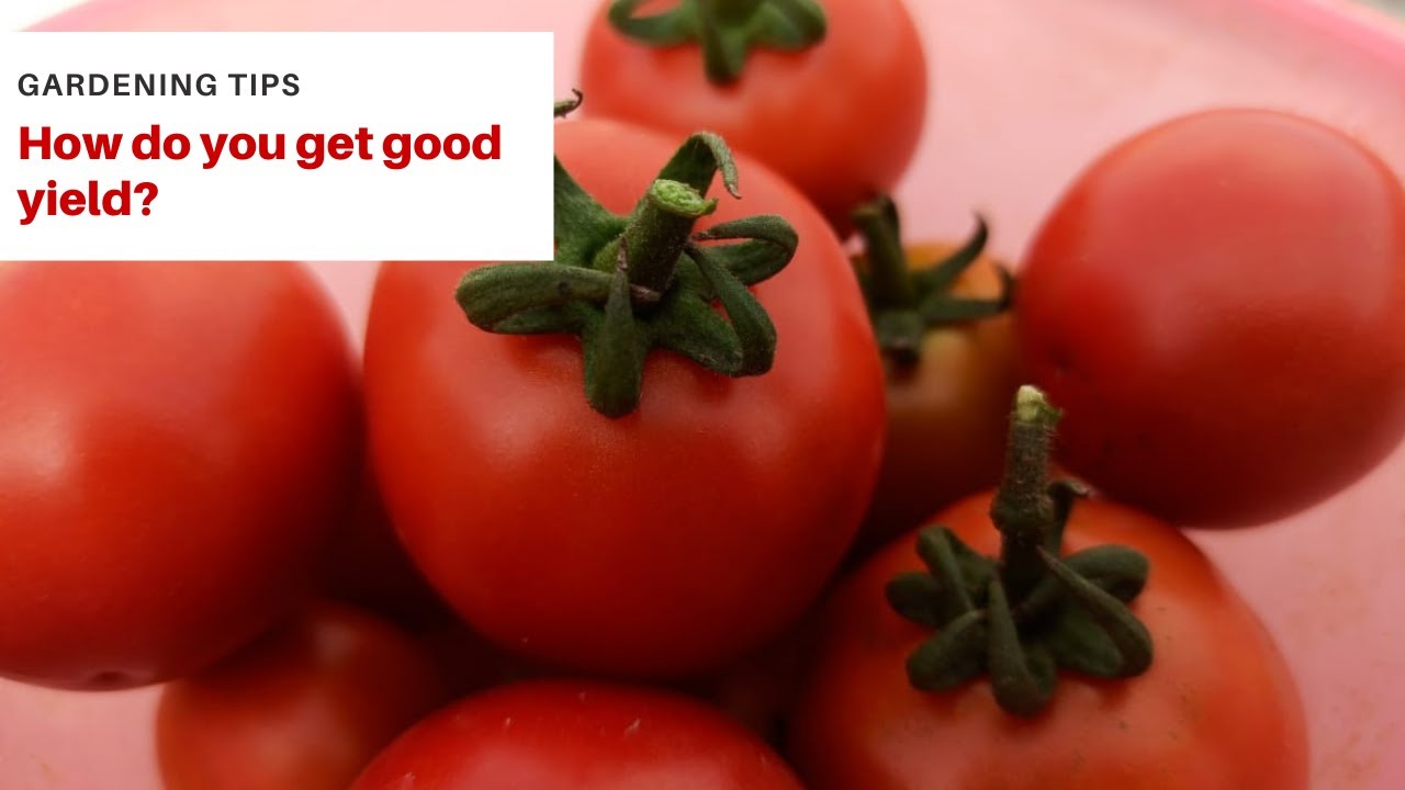 Terrace Gardening | How to get good yield from vegetable and flower ...