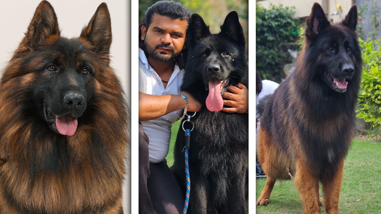 Welcom Meesho |New Dog Entery in True Breeders Farm | True Breeders All ...