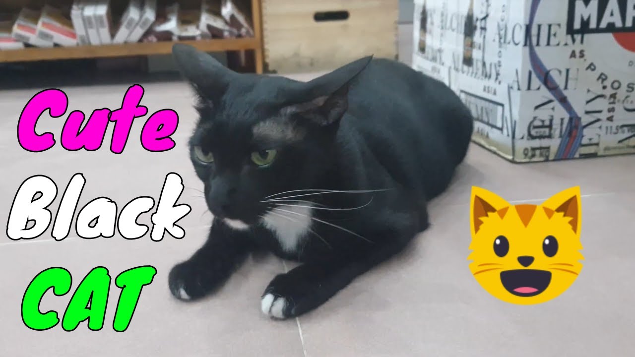 How Cat React When Seeing Stranger 1st Time - Running or Being Friendly ...