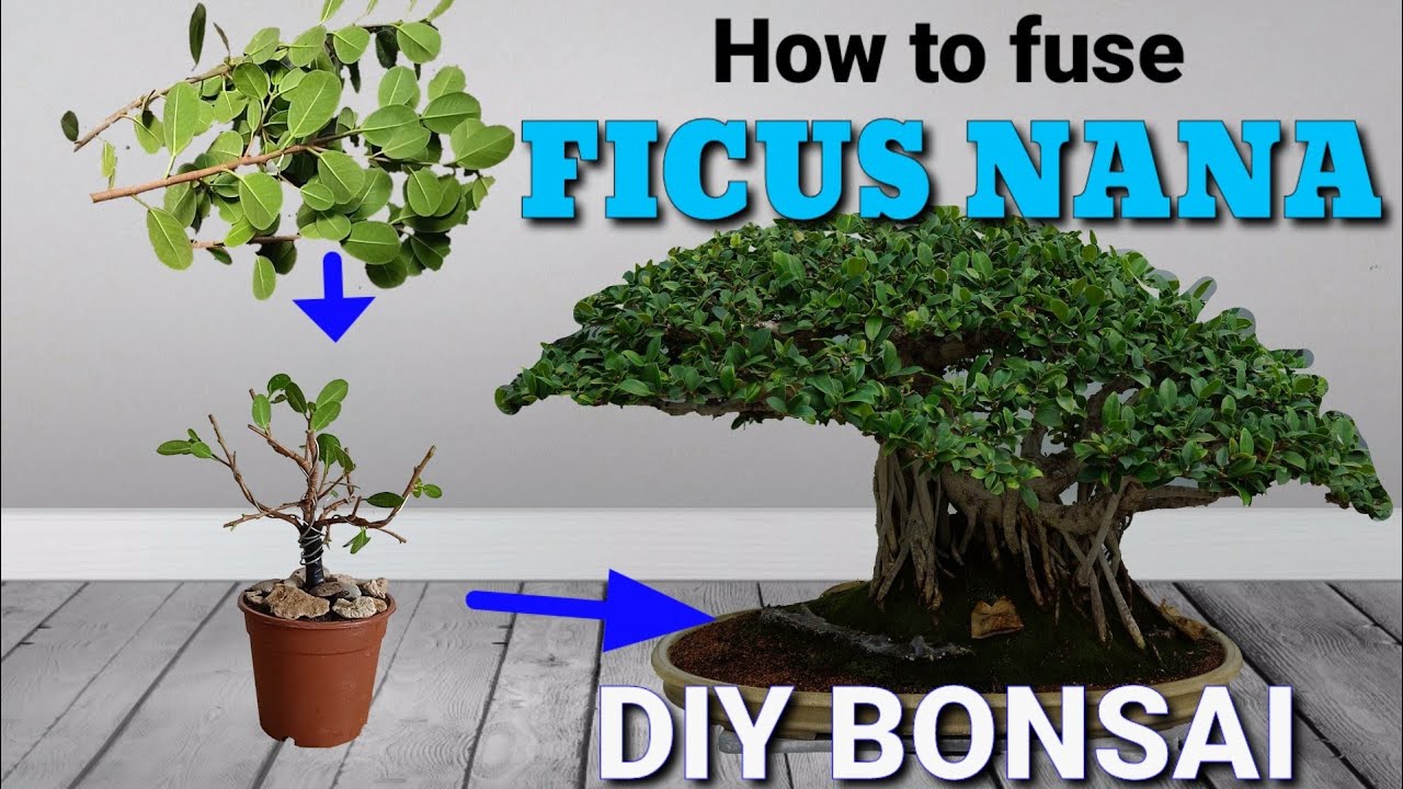Paano mag-fuse ng Ficus Nana | How to fuse Ficus Nana | ficus nana ...