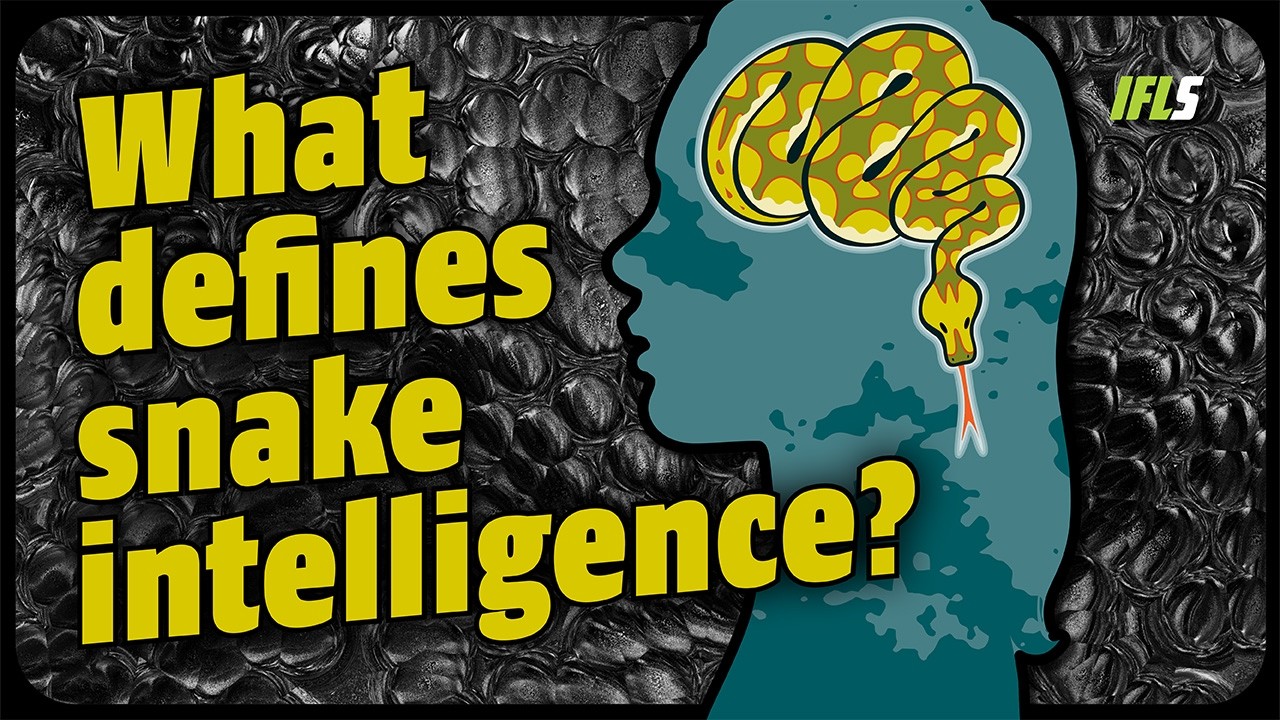 What Is The Most Intelligent Snake Species - YouTube