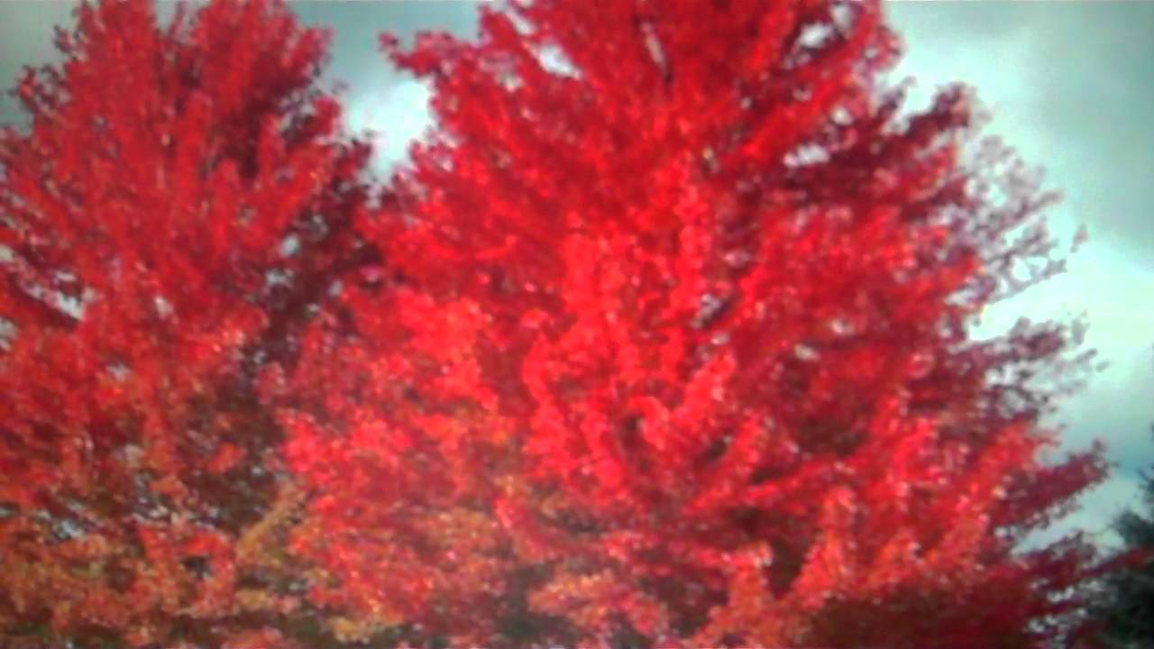 Fast Growing Trees for sale cheap $4.25 at Tn Tree Nursery Online - YouTube