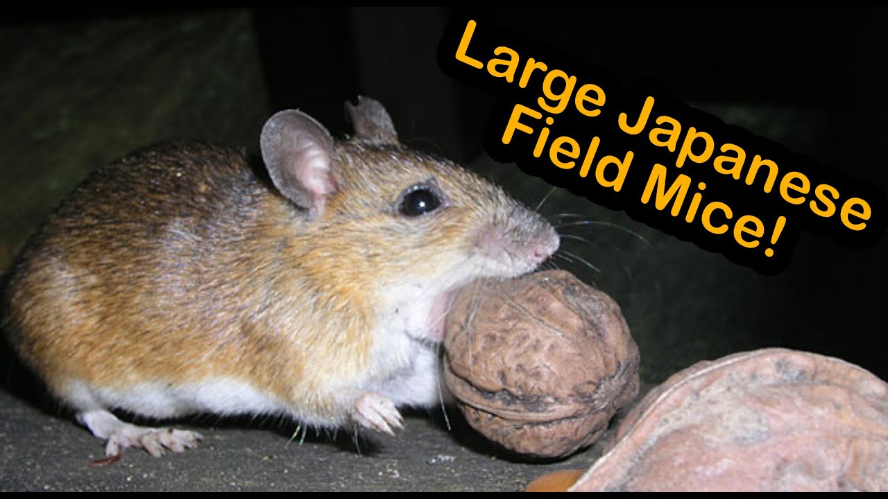 Large Japanese Field Mice caught on Trail Camera Trap - YouTube