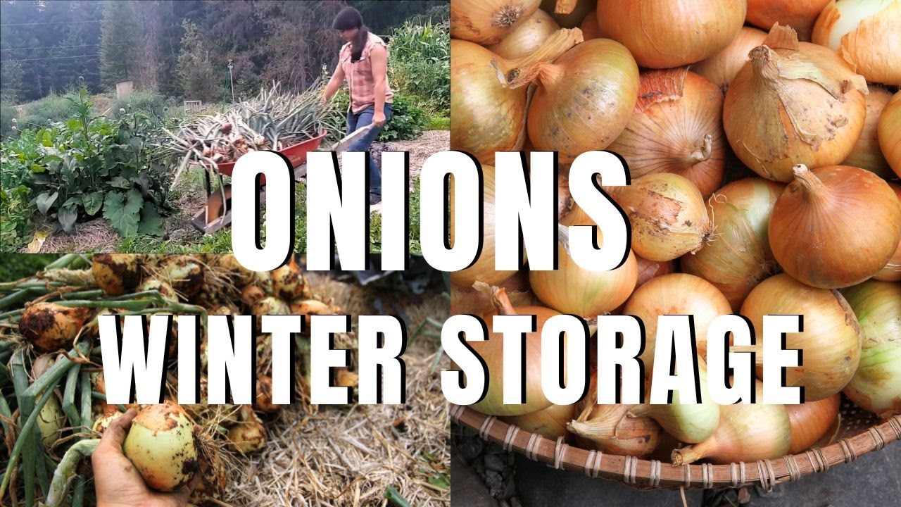 How to Store Onions Over Winter - YouTube