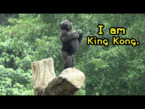 Gorilla Ringo acts like a king kong,Ringo,Jabali twerking|小J小R抖動身體,R像只小 ...