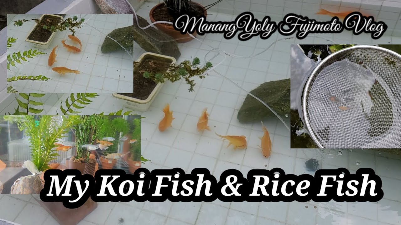 My Koi Fish Pet// RiceFish or Medaka// - YouTube