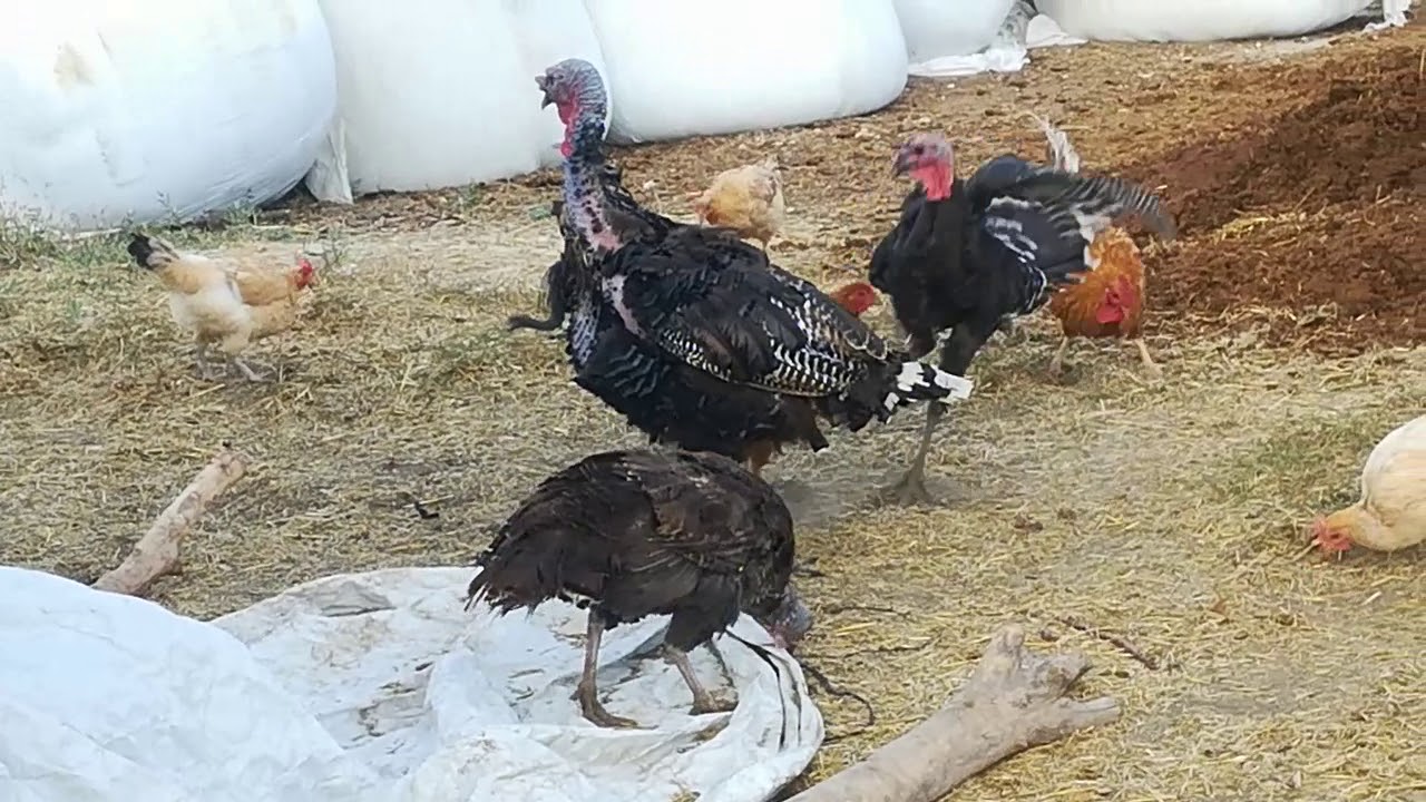 Hindi tavuk dövüşü - YouTube