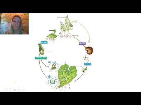 Do Seedless Vascular Plants Require Water For Fertilization