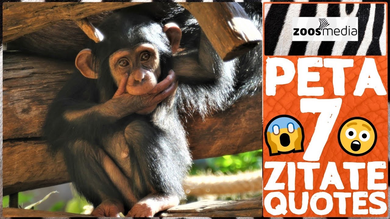 7 Zitate von PETA, die man kennen sollte 😱 | zoos.media - YouTube