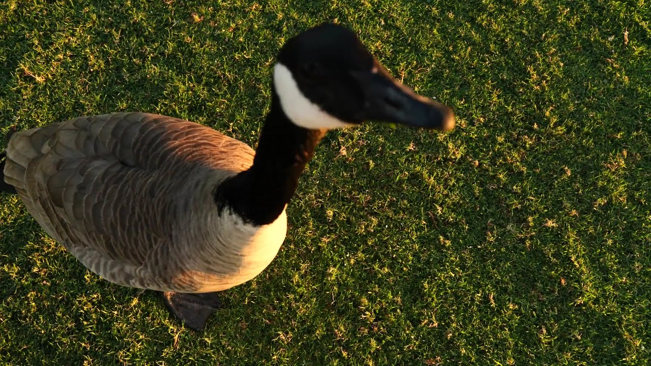 Goose friend - YouTube