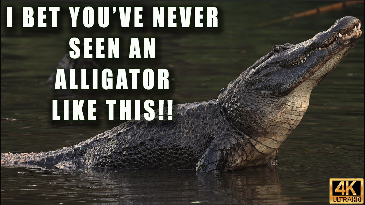 Alligators Like You've Never Seen Them Before - Bellowing in Super Slow ...