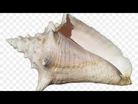 A Day In The Life Of A Univalve Mollusk (Prod. Danonthebeat) - YouTube