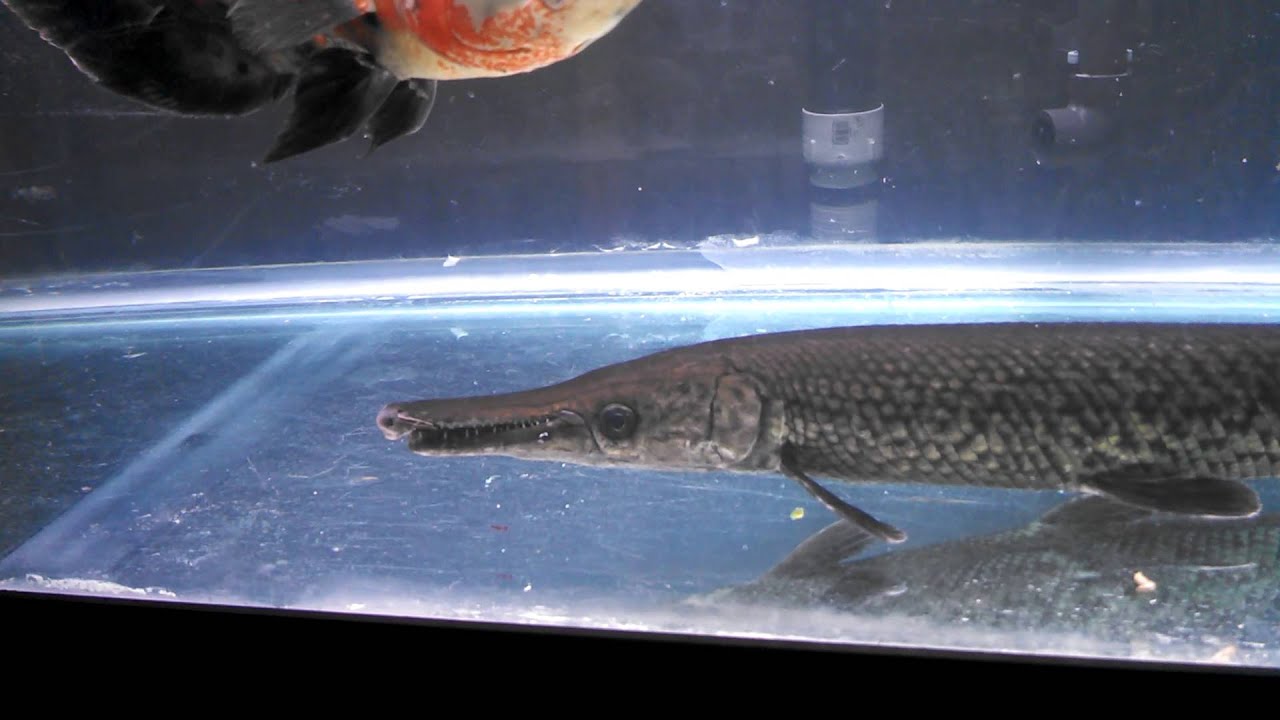 Alligator gar eating a bullfrog - YouTube