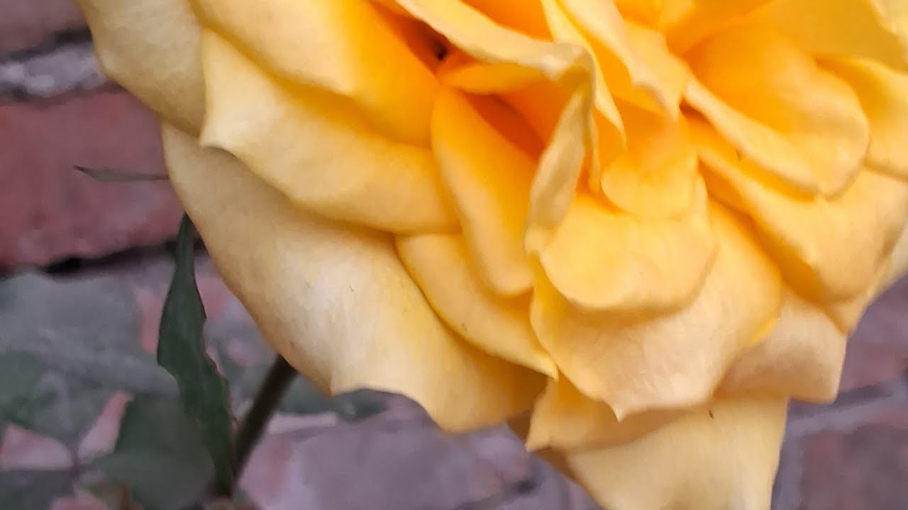 Live on 🌹 - YouTube