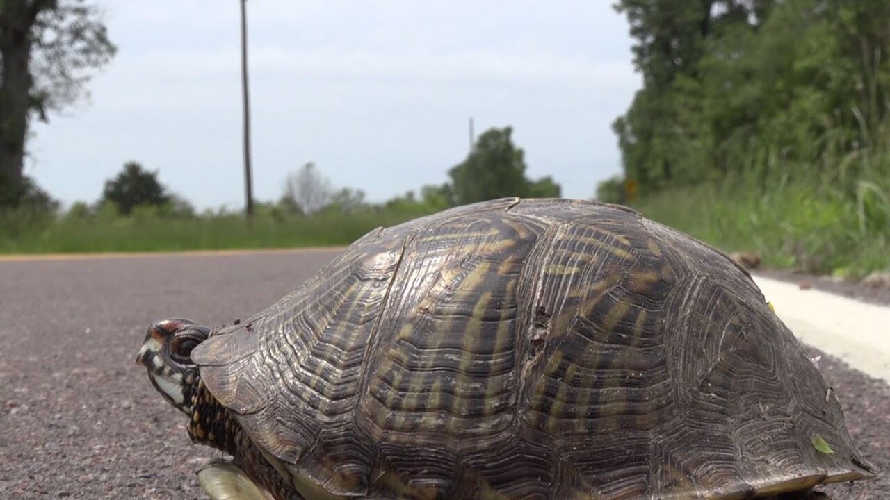 Turtle crossing! What to do if you find a turtle on the road - YouTube