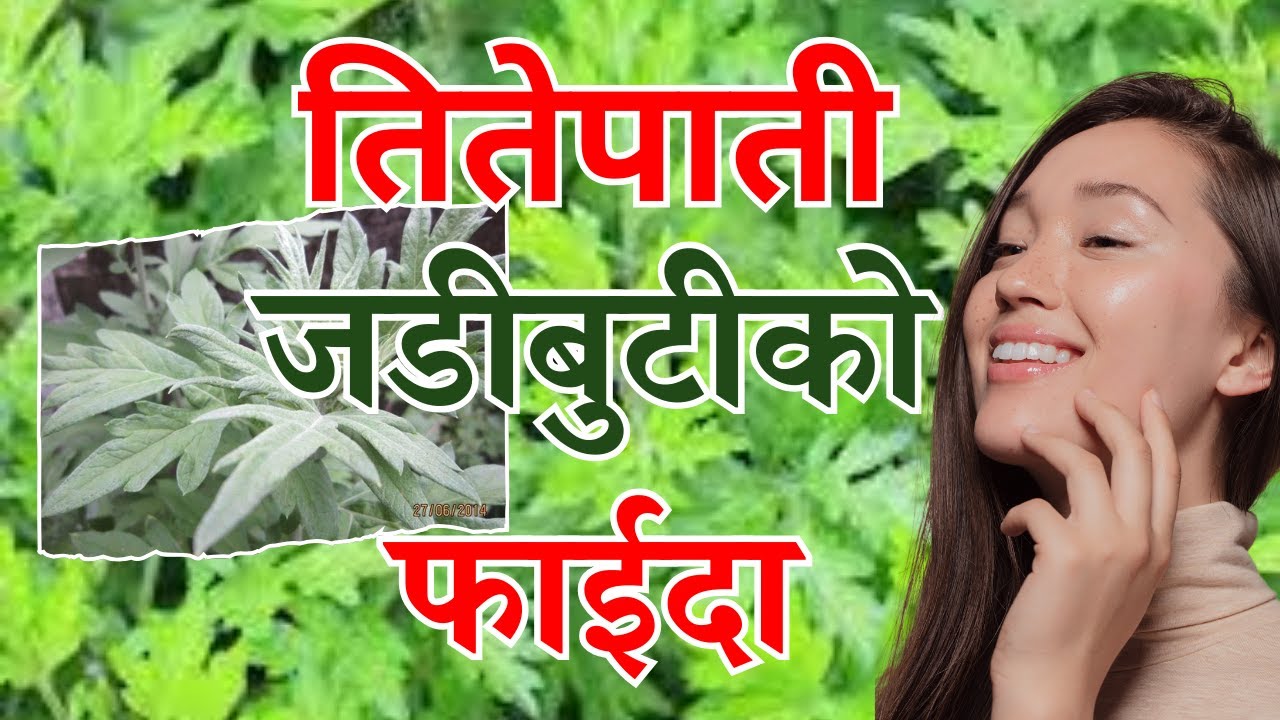 तितेपाती कति फाईदाजनक छ ? Benefits of Titepati - YouTube
