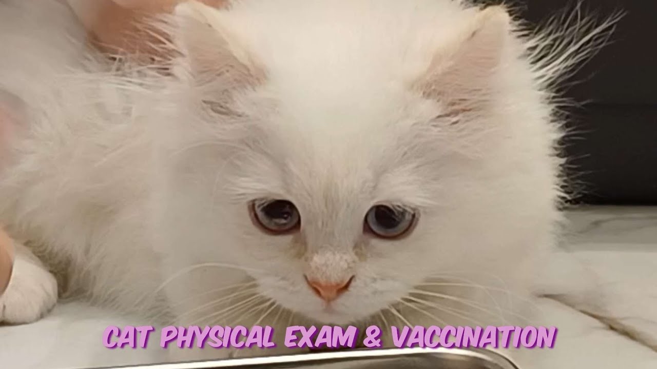 Cat physical examination and vaccination 猫の予防接種 고양이 예방접종 - YouTube