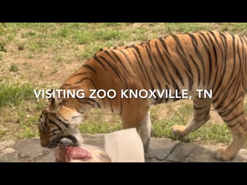 Nature & Wildlife. Visiting Knoxville TN Zoo - YouTube