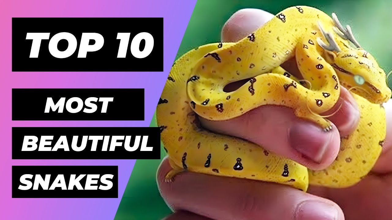 TOP 10 Most BEAUTIFUL SNAKES In The World | 1 Minute Animals - YouTube