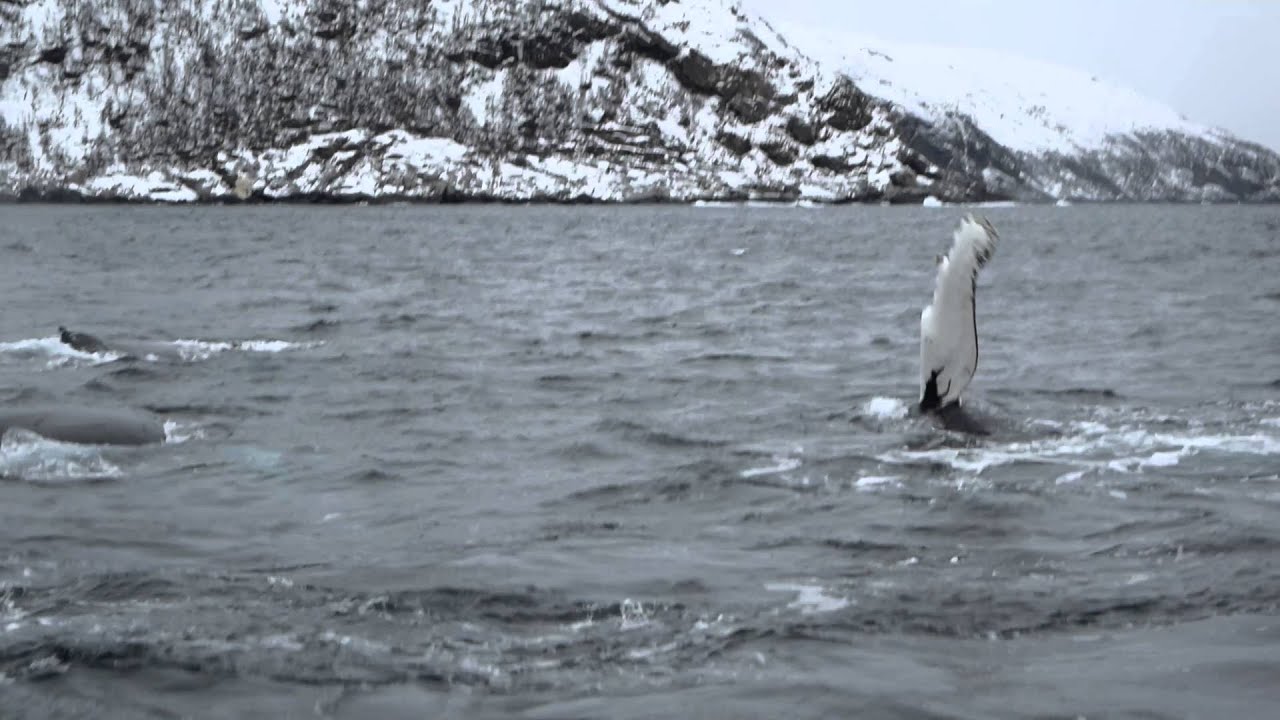 Whale watching in northern Norway - YouTube