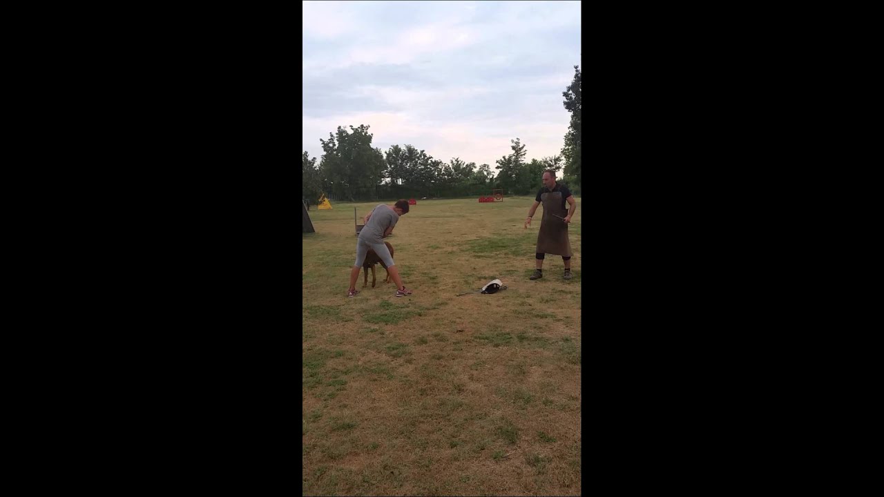 Rhodesian ridgeback Training for object defence - YouTube