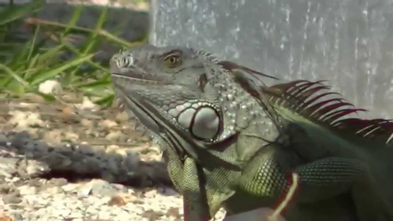 Key West Iguana - YouTube