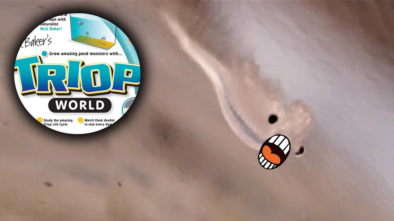 SHOCKING NEWS | Triops World Ep 5 - YouTube