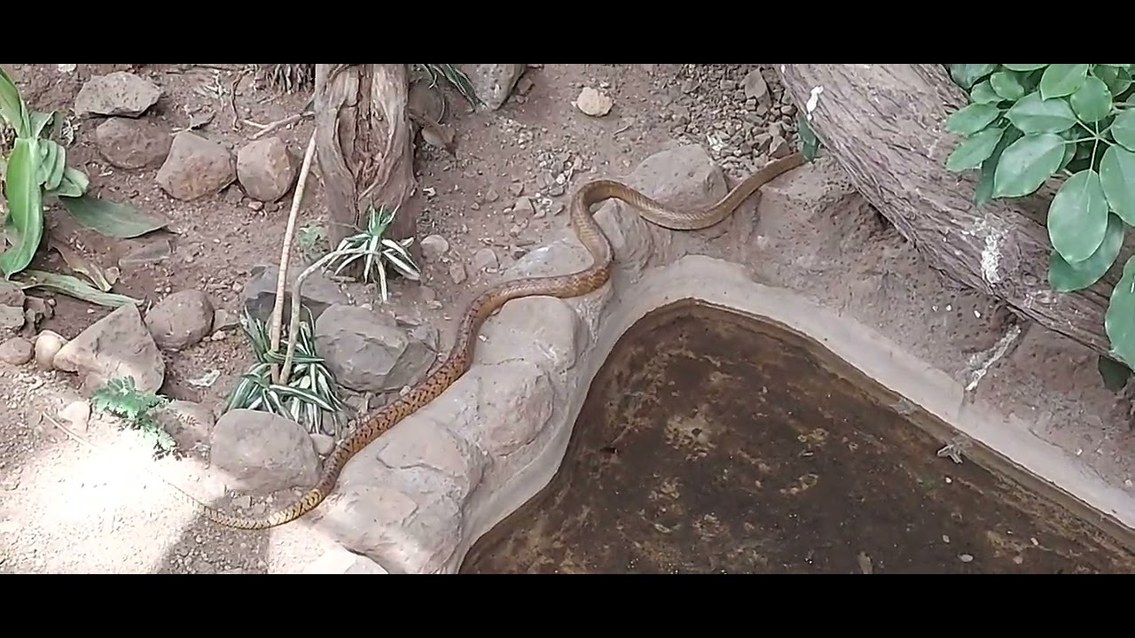 SNAKE PARK @PUNE ( part 1) - YouTube