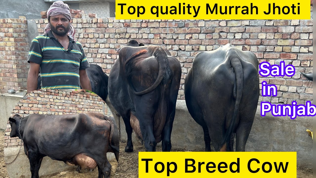 Top Breed Cow Milk 25kg and Murrah Breed Buffalo Sale in Punjab - YouTube