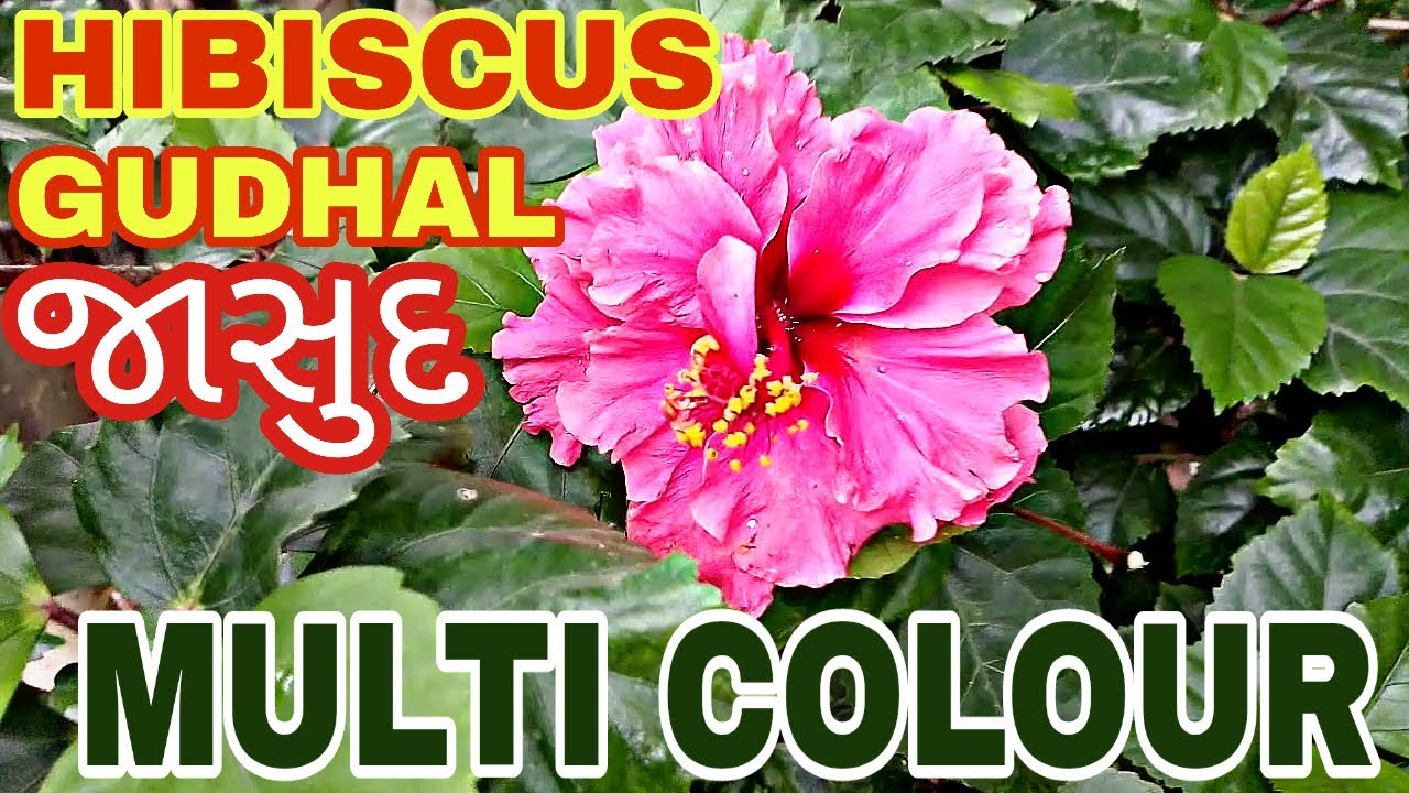 HIBISCUS_FLOWER_MULTI_COLOUR_GUDHAL_FOOL_જાસુદ_ના_ફુલ_અલગ_અલગ_રંગો_માં ...