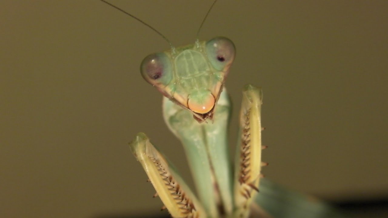Giant Mantis Feeding and fall from the enclosure! - YouTube