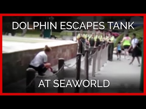 Dolphin Escapes Tank at SeaWorld - YouTube
