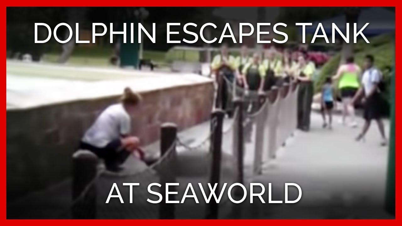 Dolphin Escapes Tank at SeaWorld - YouTube