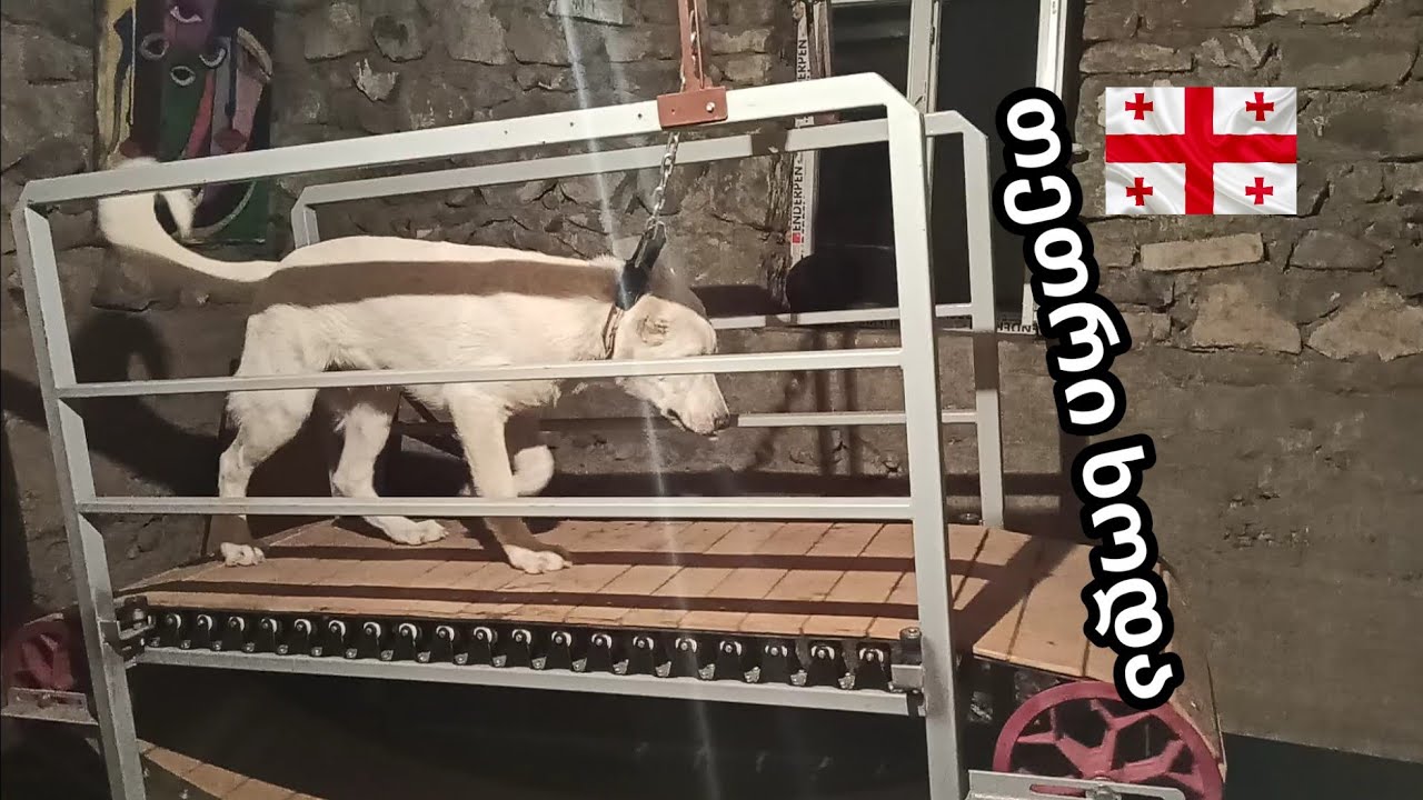 ქართული ნაგაზი / თეთრი ხოდა / ვარჯიში ქართული ნაგაზის / სარბენი ბილიკი ...