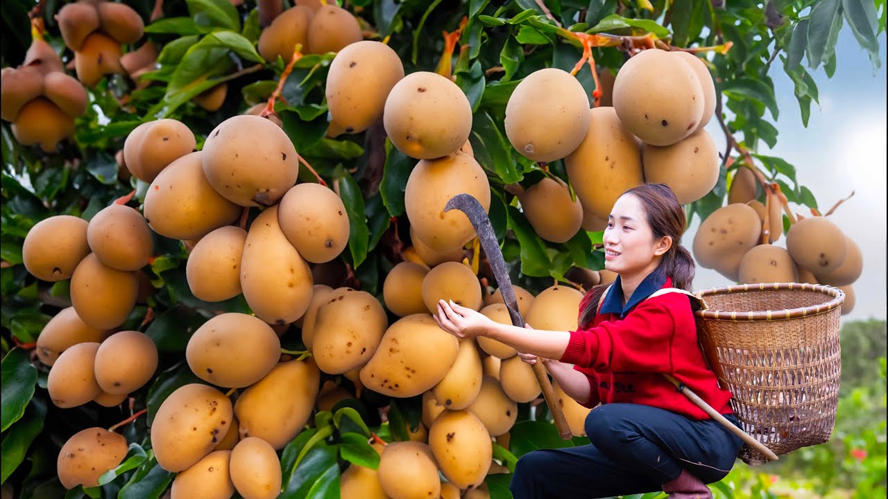 BREAKING | Harvesting bon bon beam - The most popular tropical fruit ...