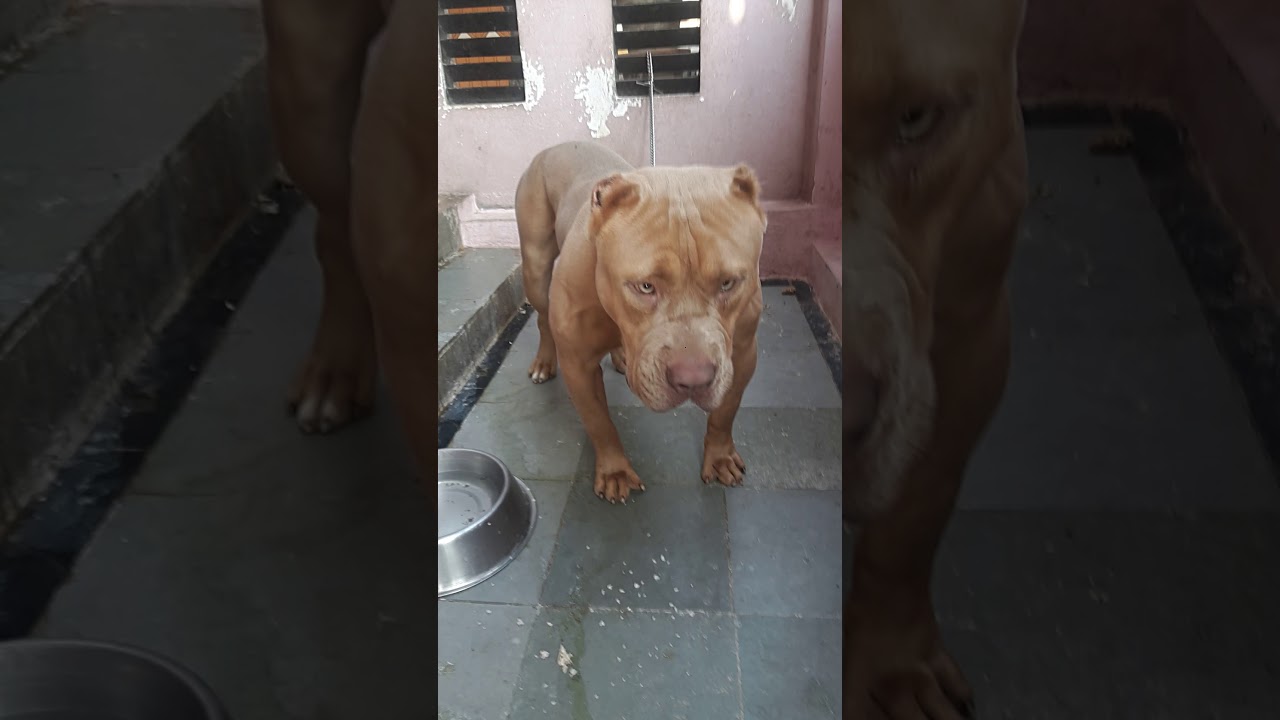 CADABOM'S GABBAR Giant American Pit Bull (top 10 most aggressive dog ...