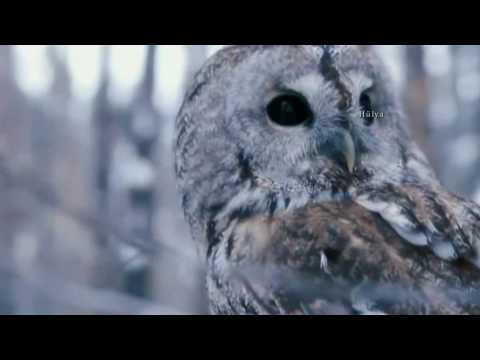 Paul Mauriat -  Tombe La Neige