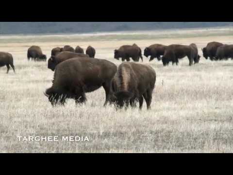 Bison Migration to Winter Range HD - YouTube