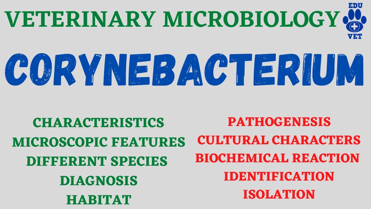 Corynebacterium Microbiology- Bacteriology - YouTube