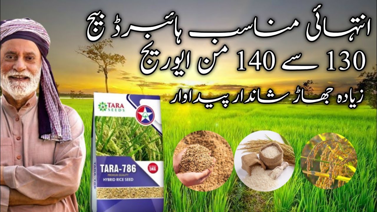 Rice Hybrid Seed Tara 786 | Tara Group | Apna Zarimarkaz | چاول کا ہائی ...